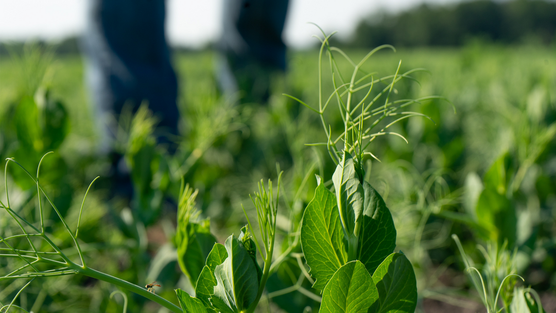 Vega | Plant-Based Protein Powder – Vega (US)